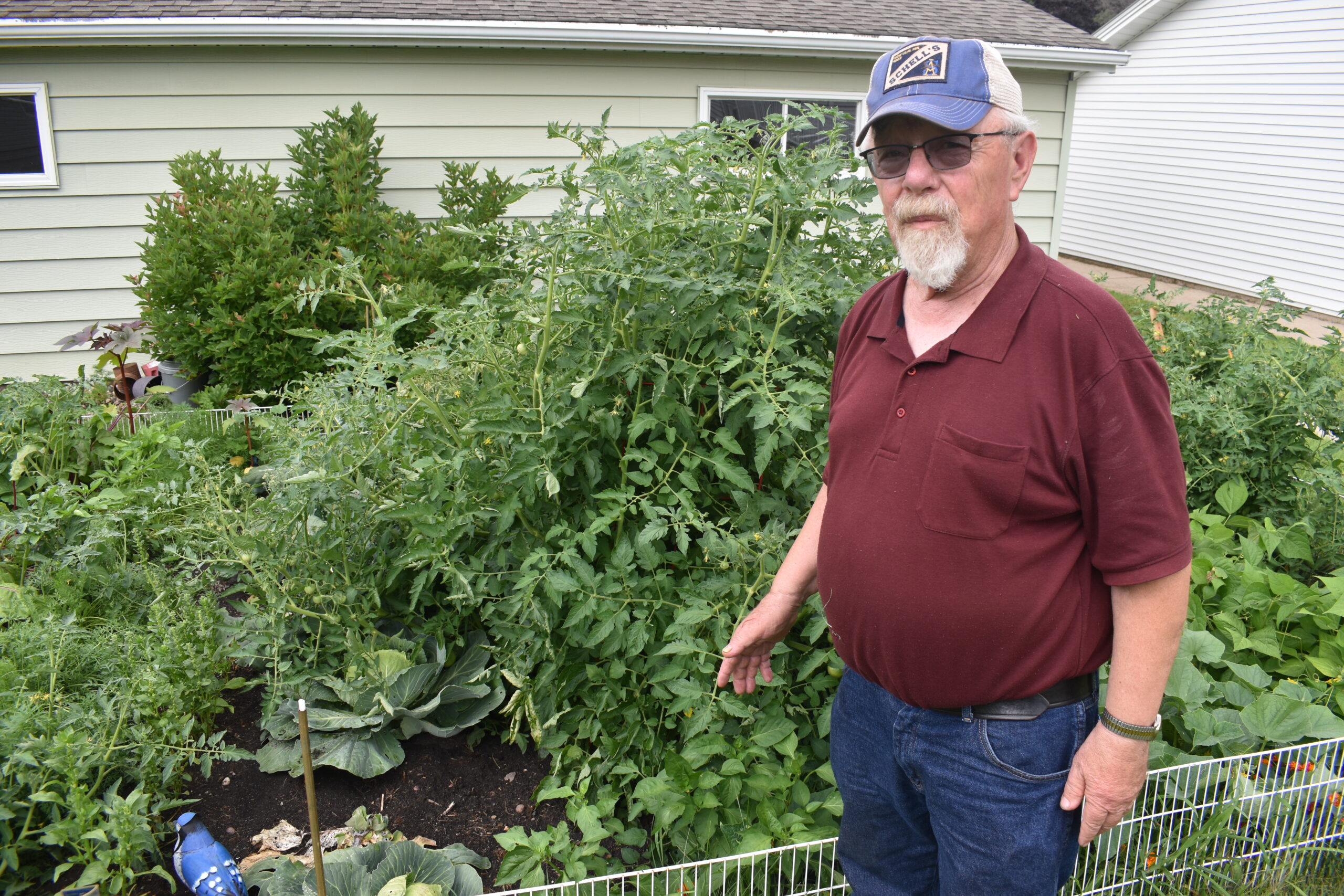 The secret behind tall tomato plants … | News, Sports, Jobs - The Journal